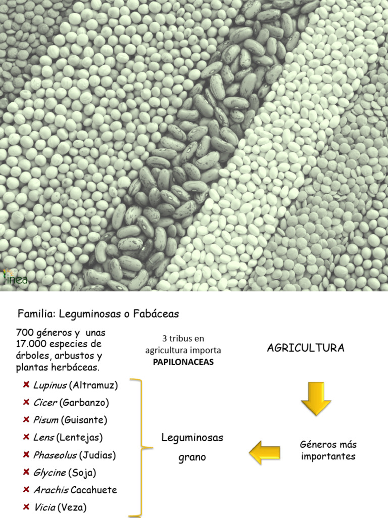 16_Tema_Leguminosas | PDF | Fertilizante | Guisante