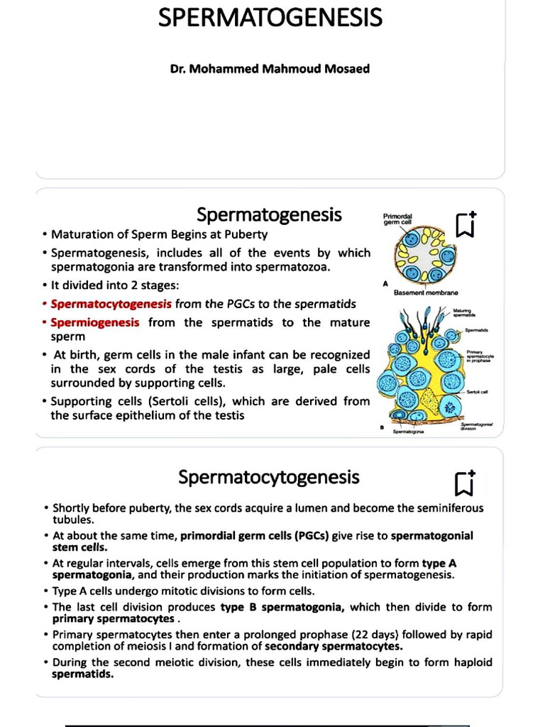 Spermatogenesis and Oogenesis | PDF