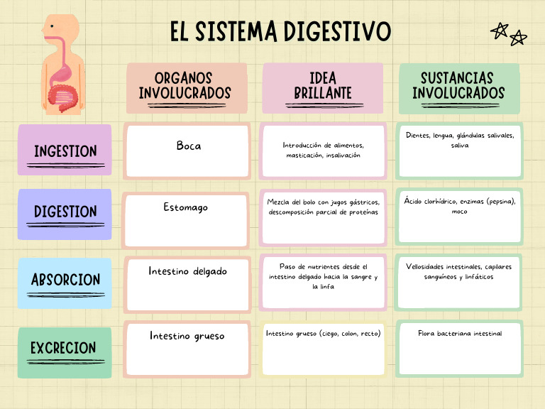 Cuadro Comparativo Del Sistema Digestivo_May Castro Paulina | PDF Cuadro Comparativo Del Sistema Digestivo_May Castro Paulina | PDF