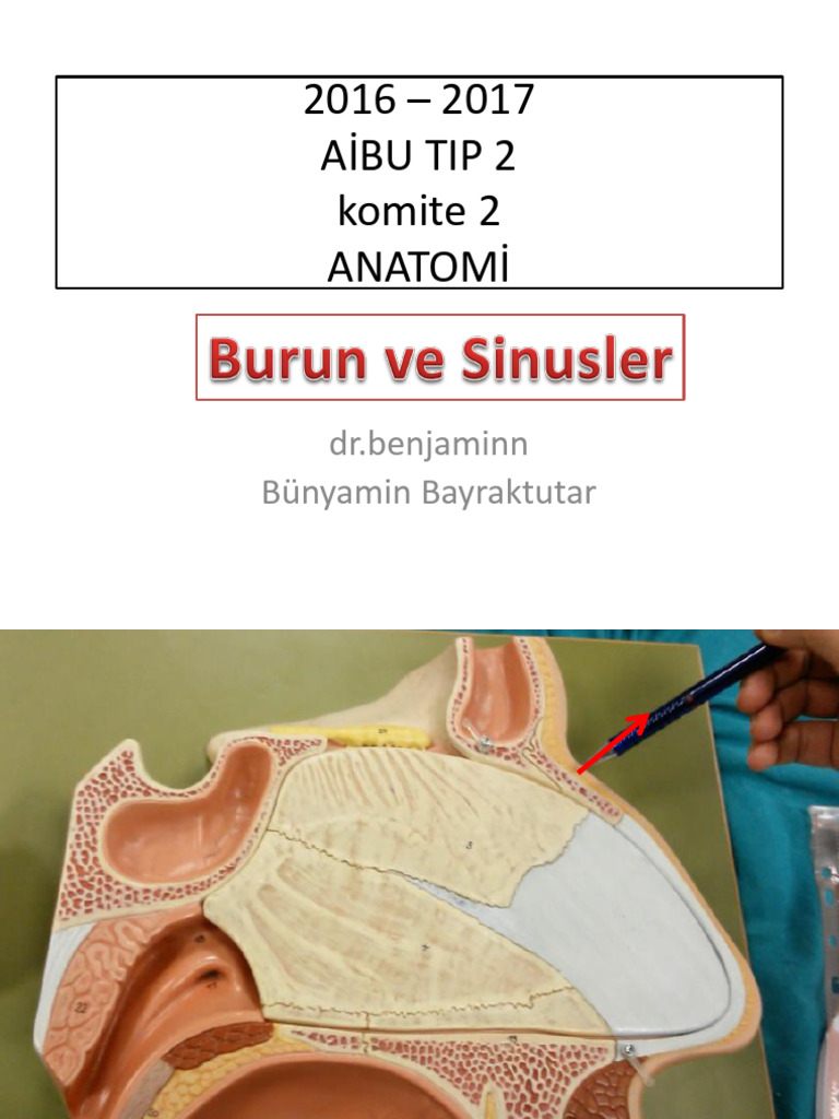 5 sunus ve burun | PDF