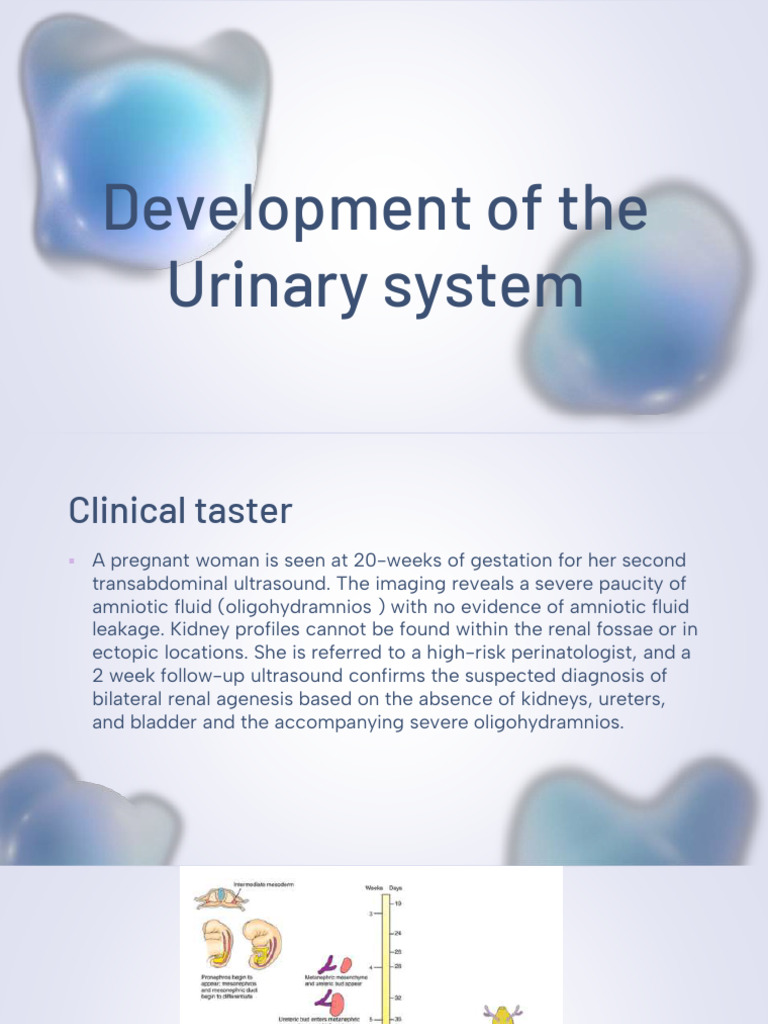 11- Embryology - Urinary System | PDF | Kidney | Genitourinary System