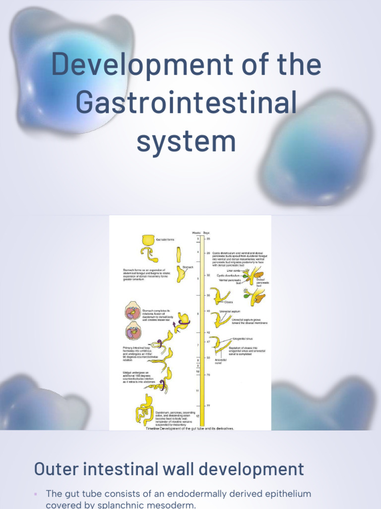 Embryology Lecture 9 | PDF | Gastrointestinal Tract | Anatomy