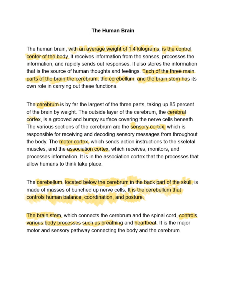 Human Brain | PDF