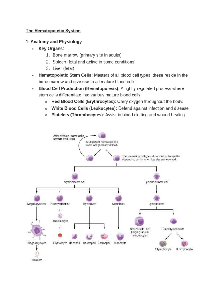 Nuc Med Report | PDF | Bone Marrow | White Blood Cell