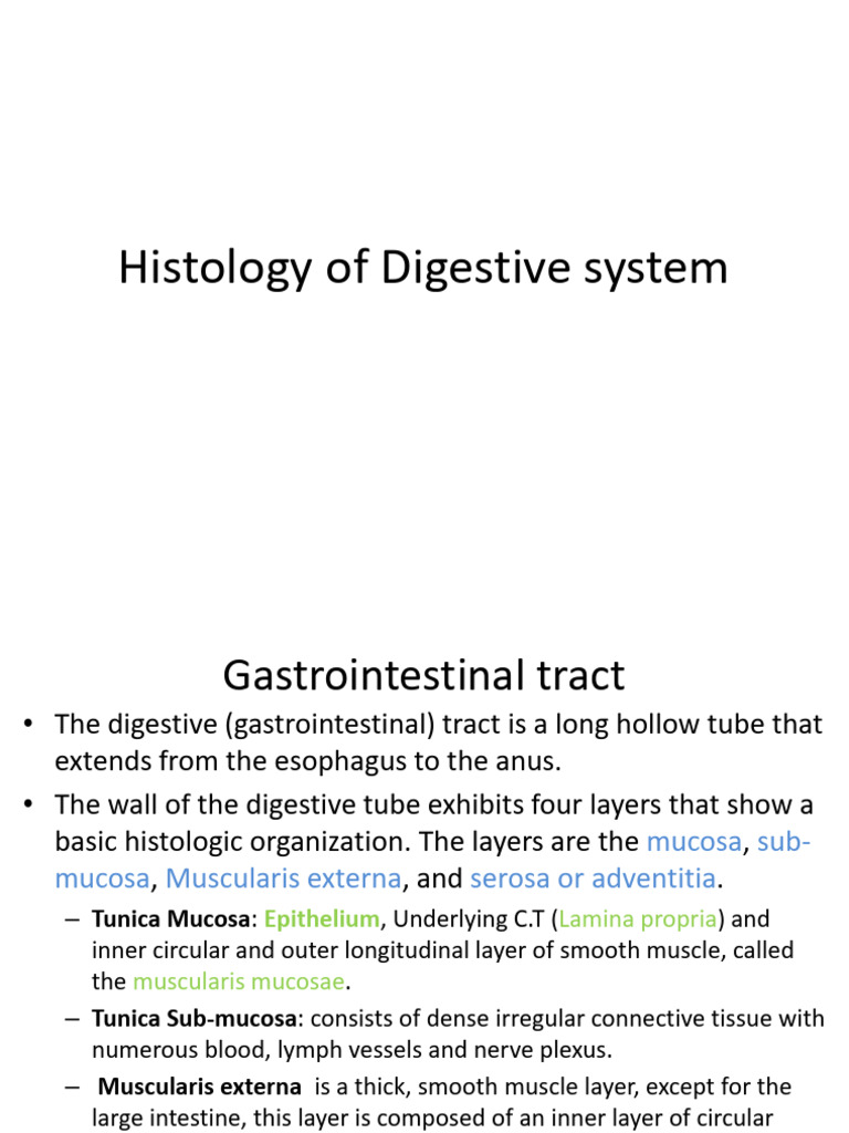 8. Digestive System | PDF | Stomach | Gastrointestinal Tract
