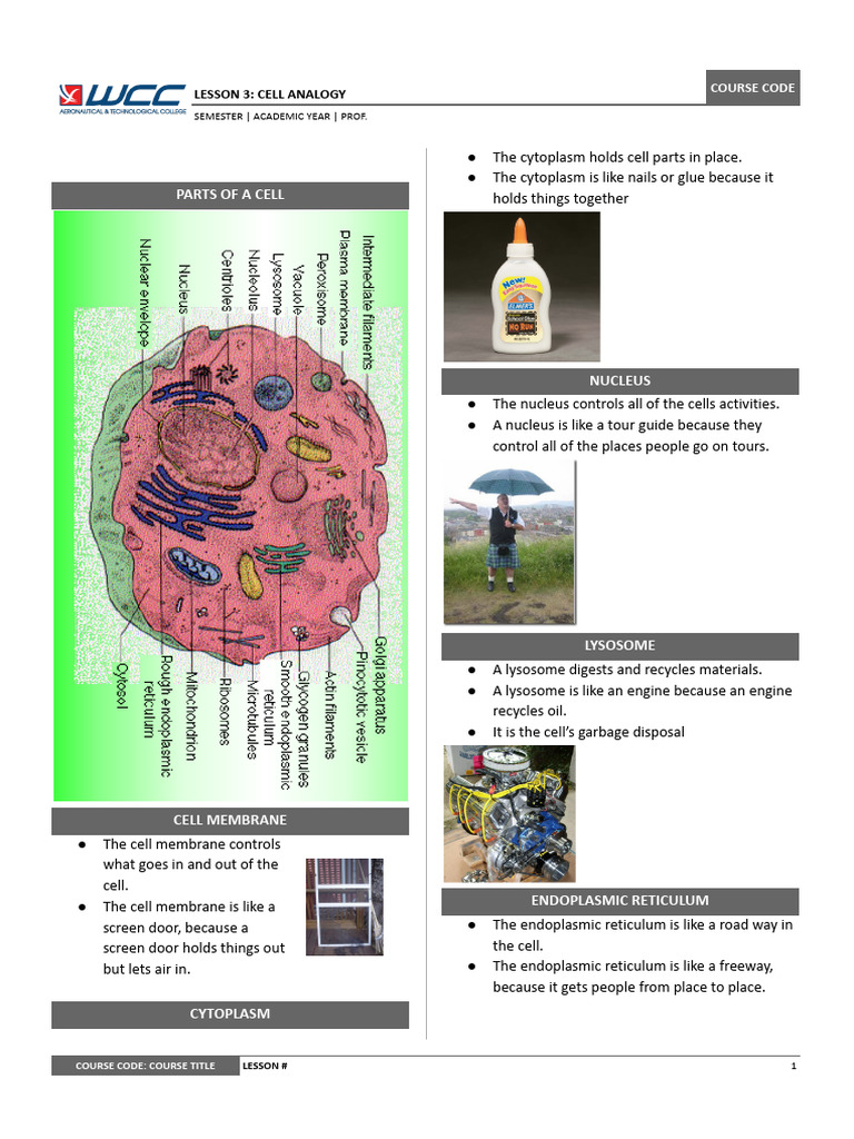 Gen Bio Lesson 3 - Cell Analogy | PDF | Cell (Biology) | Cytoplasm