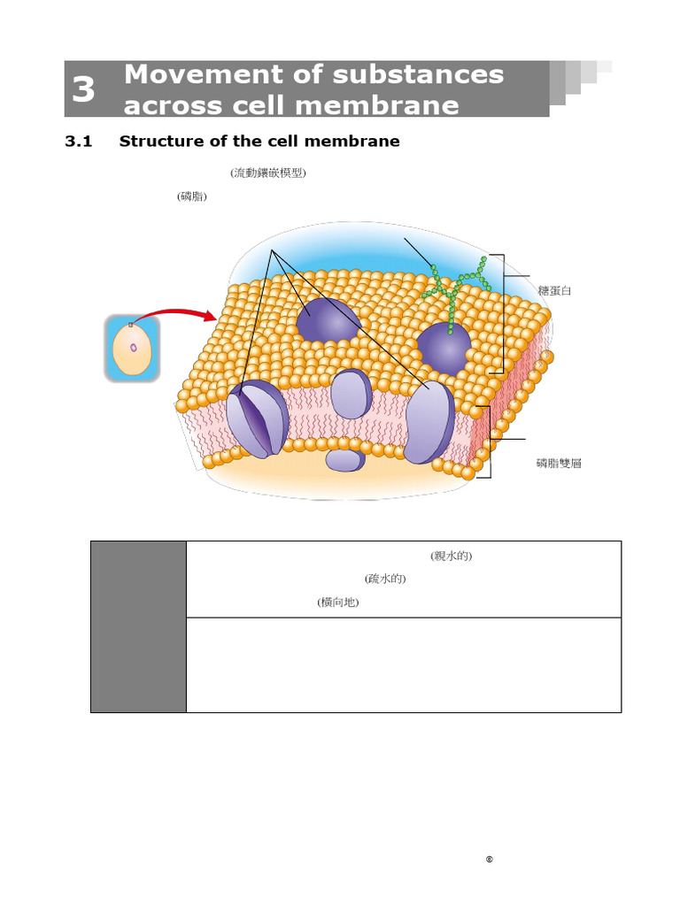 Cell Membrane Structure & Transport | PDF | Cell Membrane | Phospholipid