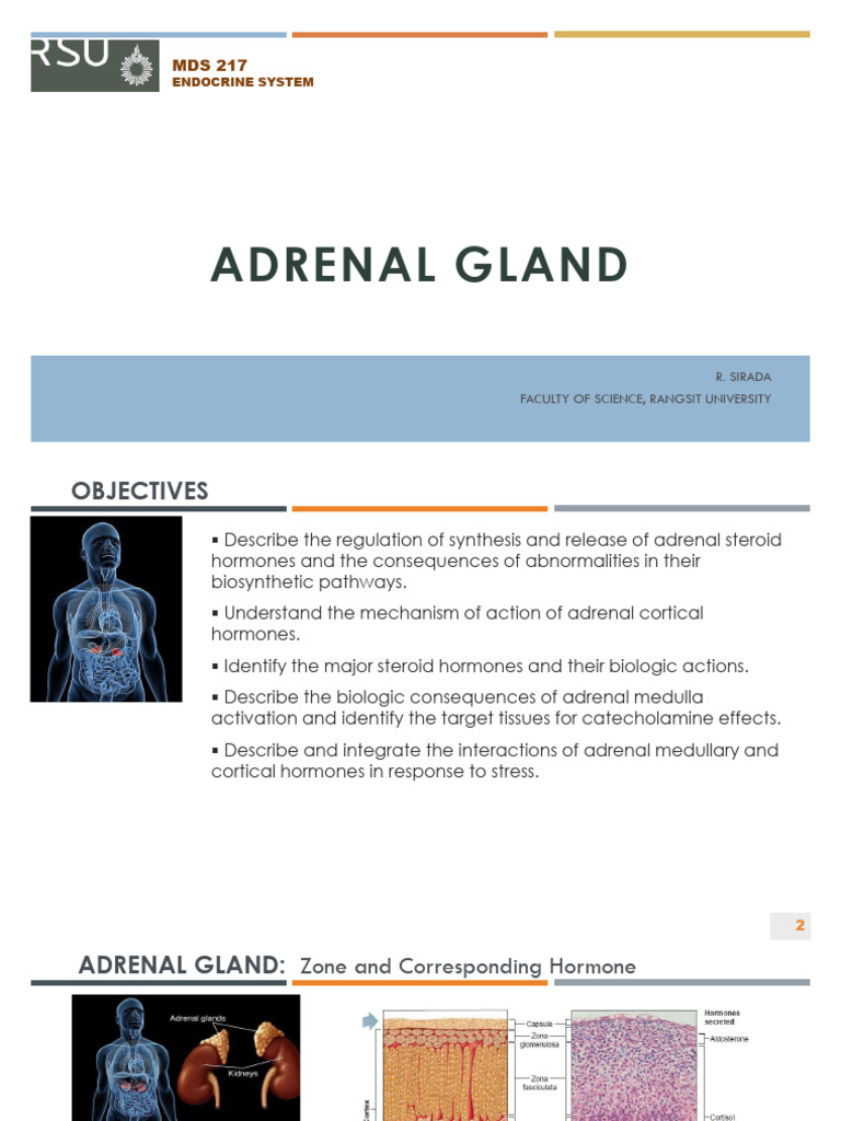 217 Adrenal gland | PDF | Adrenal Gland | Cortisol