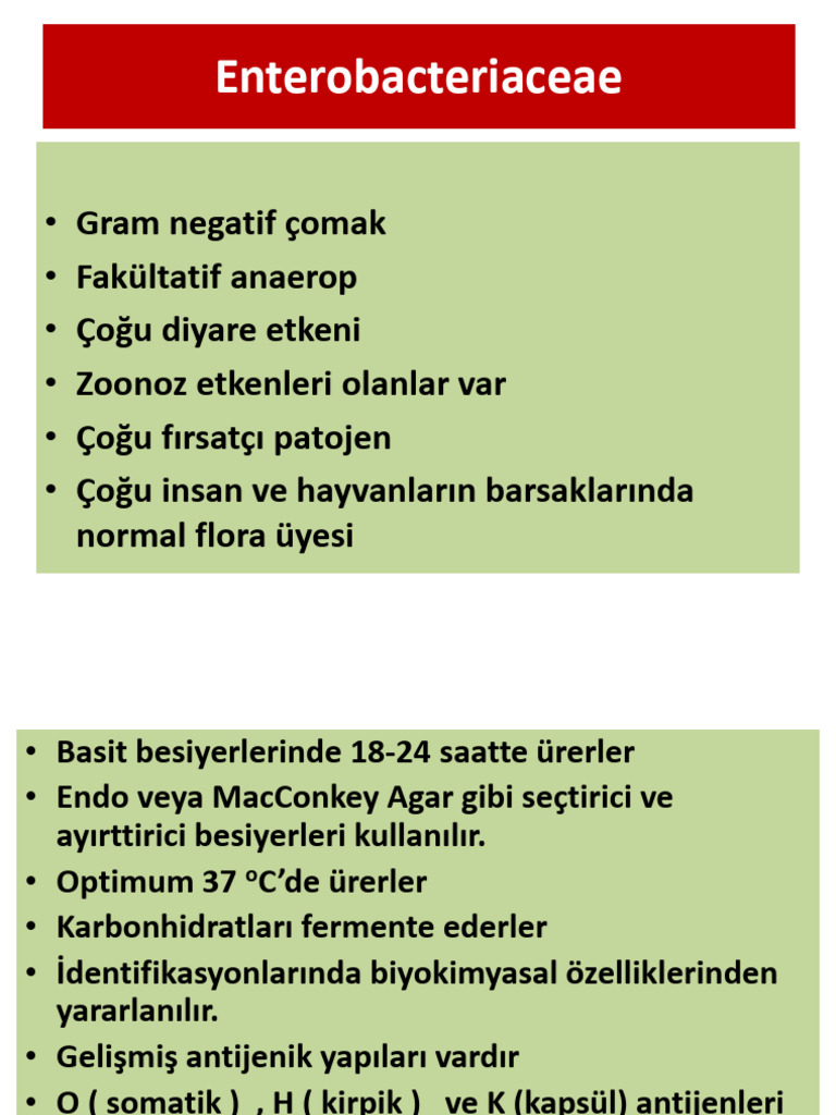 Enterobacteriaceae 9 Mayıs | PDF