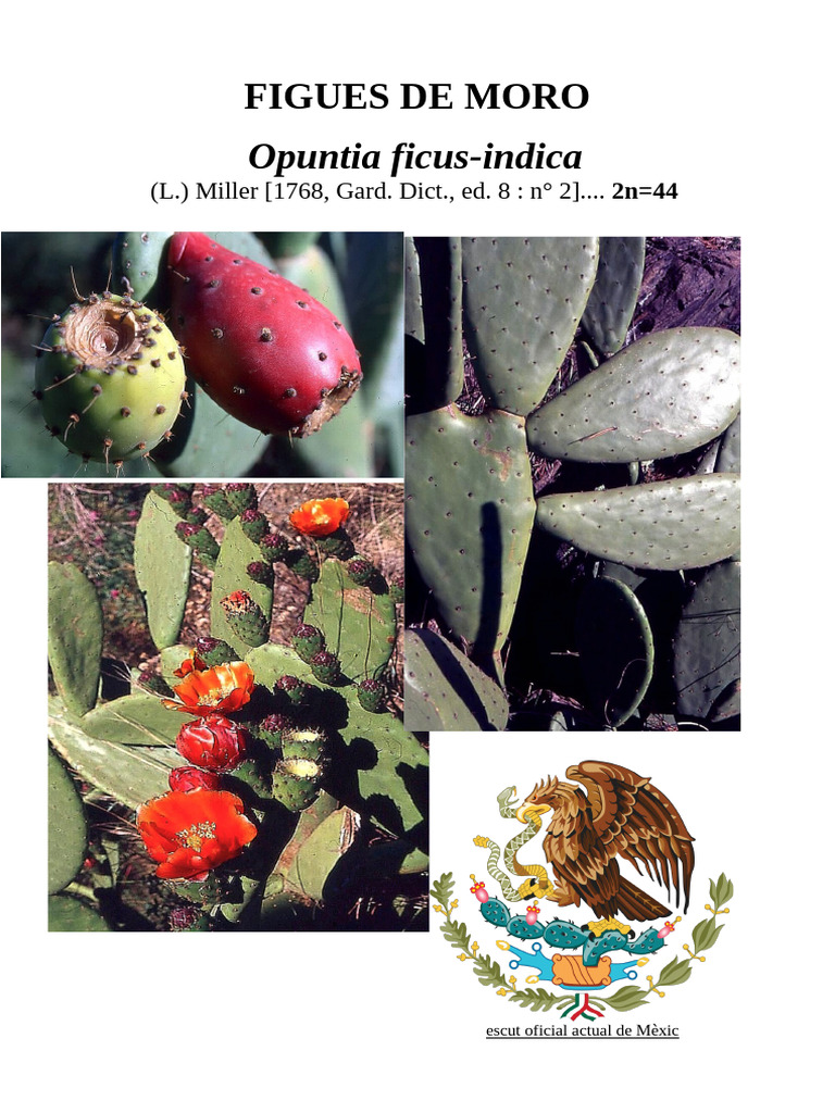 OPUNTIA | PDF