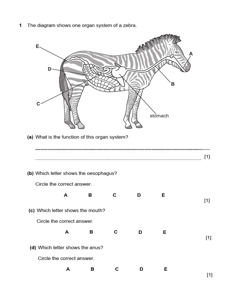 Yr6 Diagnostic Test Biology | PDF | Acorn | Flowers