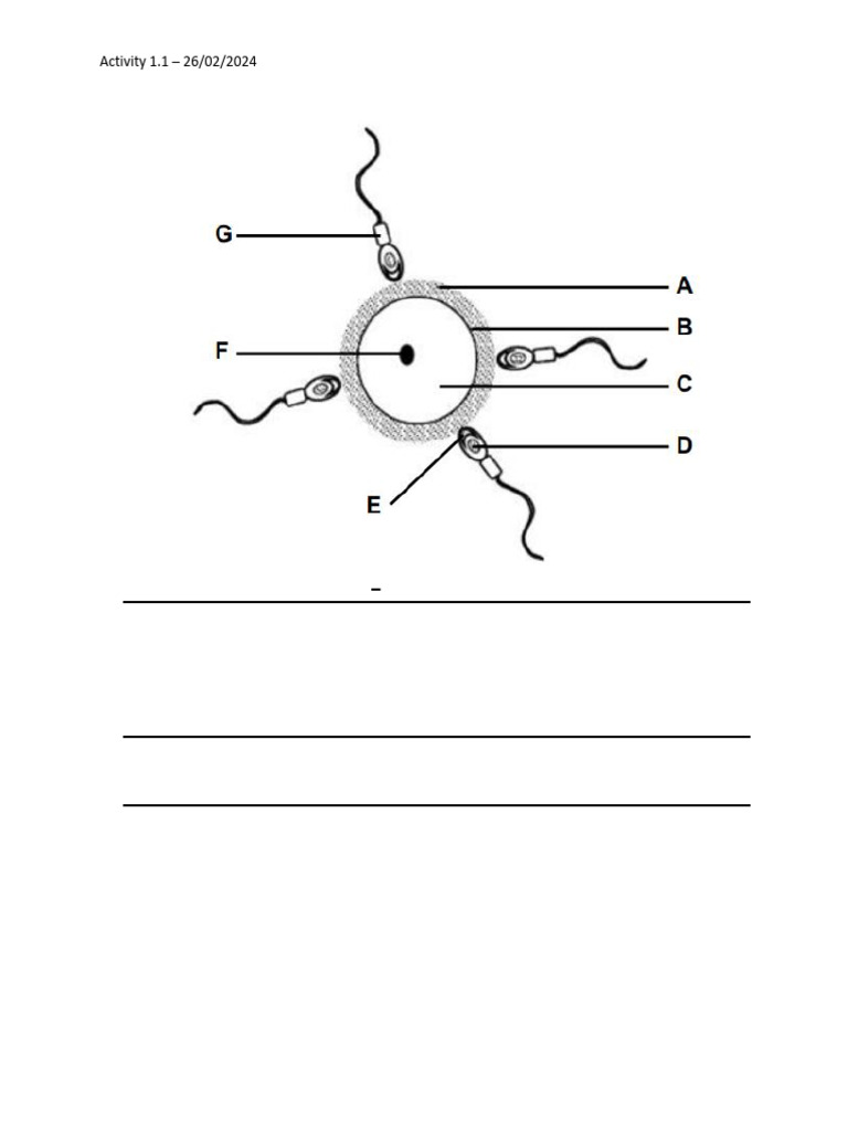 Identify The Parts Labelled A | PDF