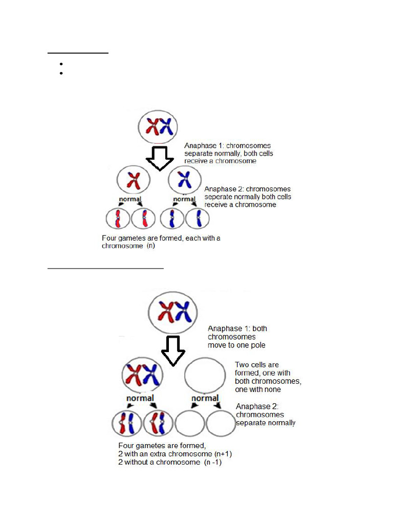 Chromosome Non-Disjunction in Meiosis | PDF