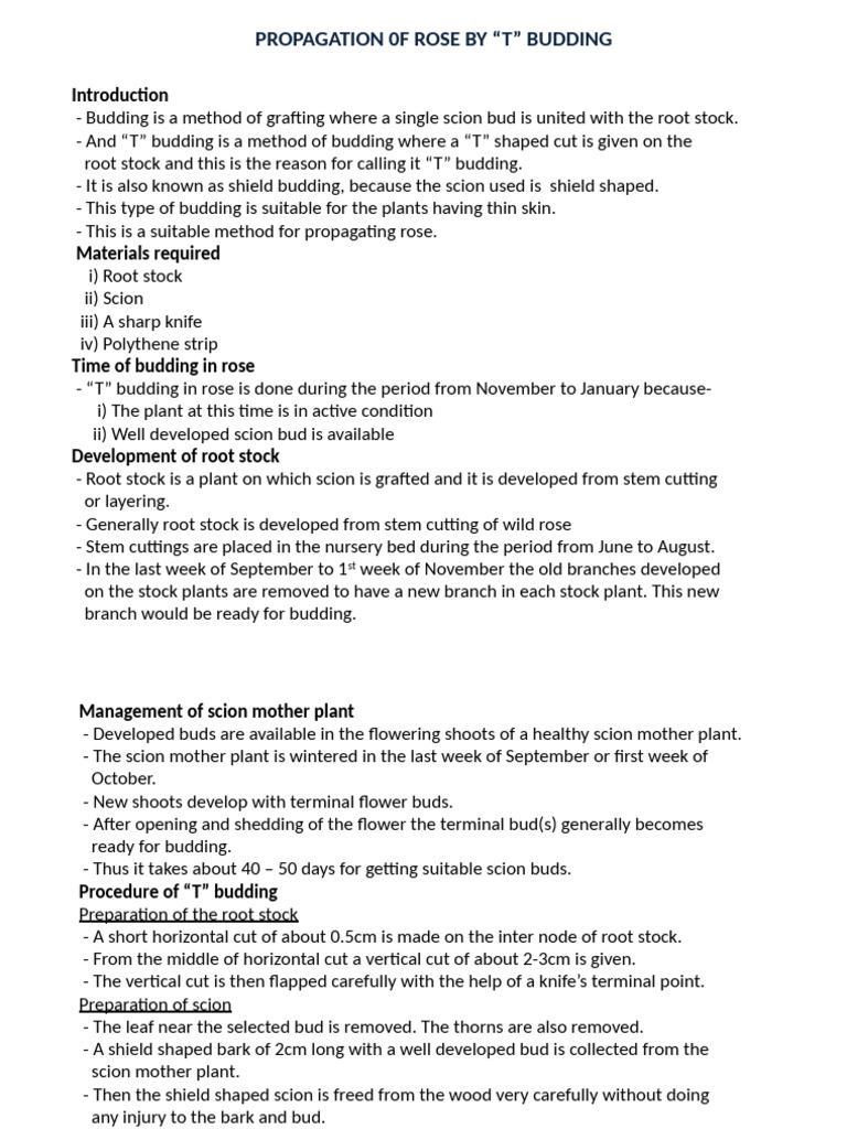 Propagation of Rose by T Budding | PDF | Grafting | Horticulture