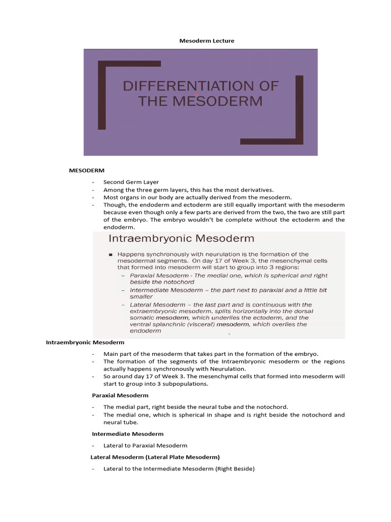 Differentiation of The Mesoderm | PDF | Peritoneum | Anatomy