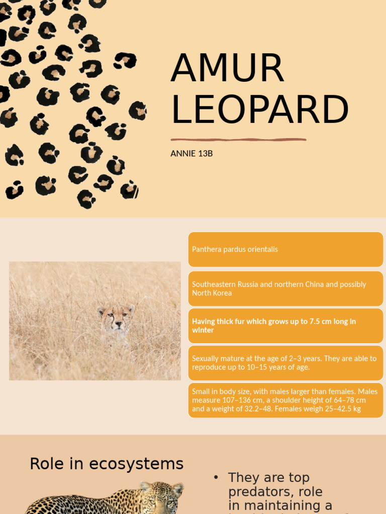 Leopard | PDF