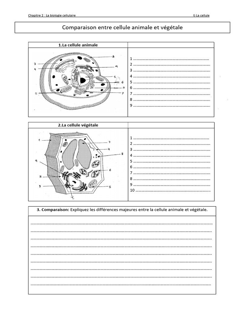 FDT1-Cellule Animale Et Vegetale | PDF