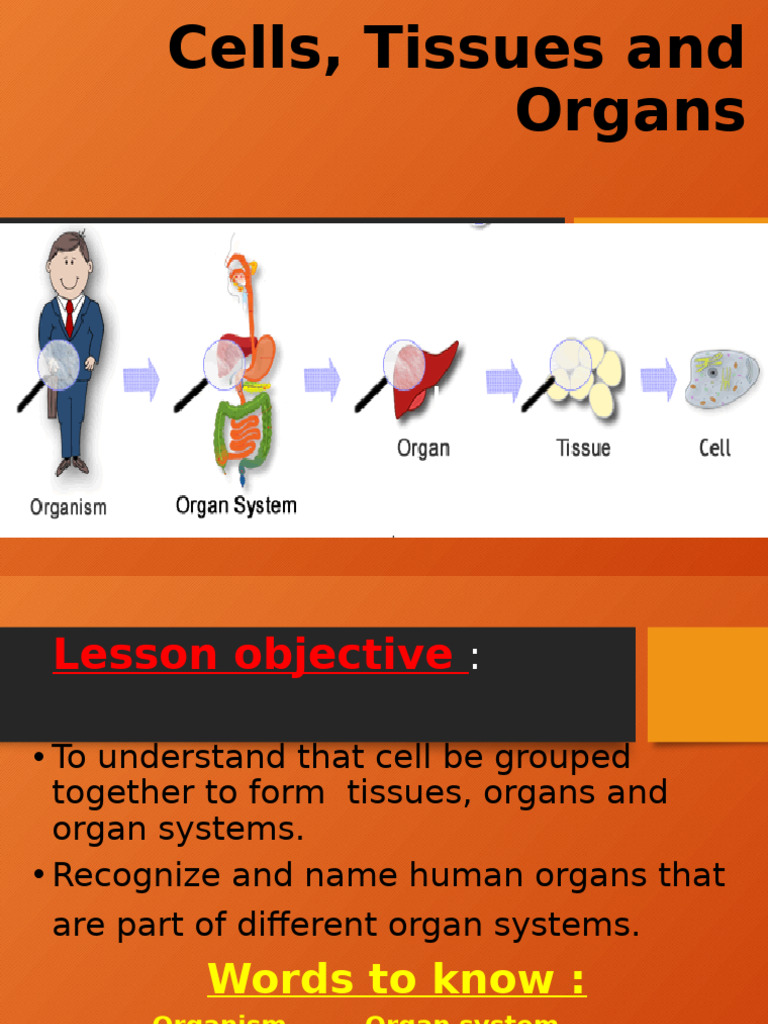 L-1.4+Cells,+Tissues,+Organs | PDF | Tissue (Biology) | Epithelium