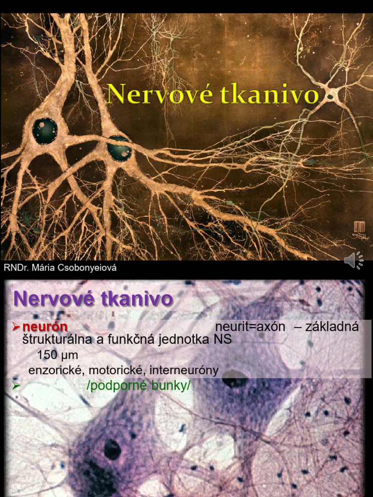 Nerv Csobonyeiova | PDF