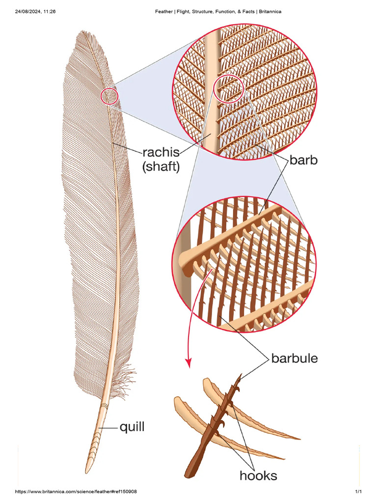 Feather - Flight, Structure, Function, & Facts - Britannica | PDF