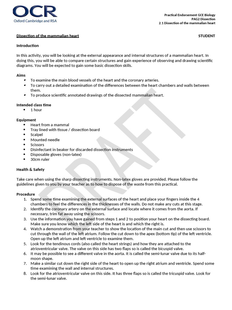 Heart Dissection Guide for Students | PDF | Heart Valve | Ventricle (Heart)