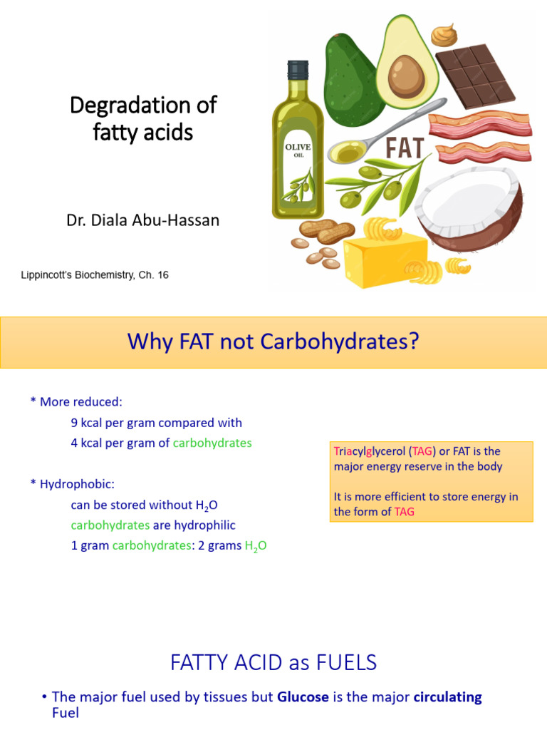 Degradation of Fatty Acids 2024 | PDF | Cellular Processes | Biochemistry
