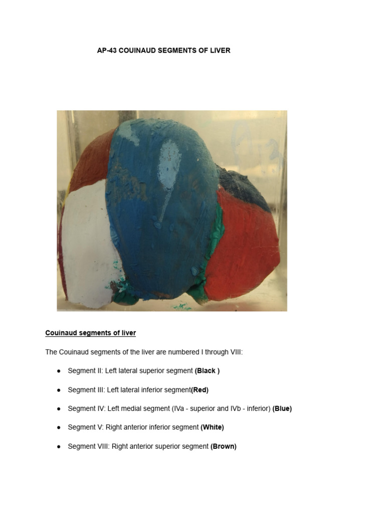 Couinaud Segments of Liver AP - 43 I' | PDF