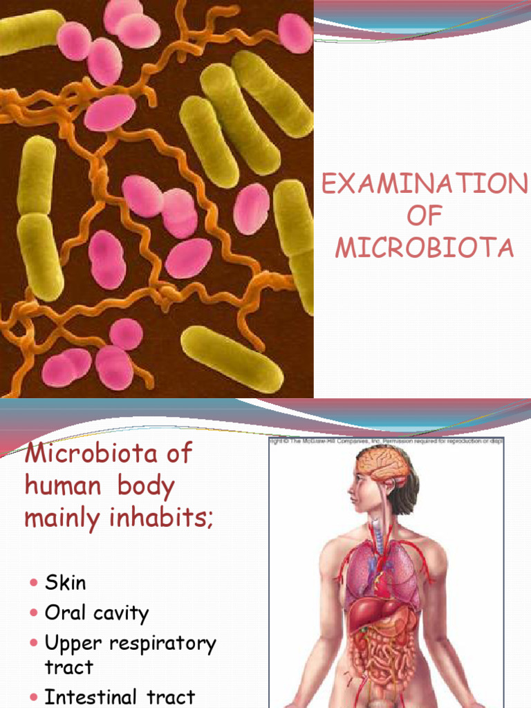 Microbiology lab | PDF | Gastrointestinal Tract | Mucus