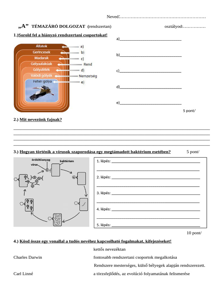 TZ A Rendszertan | PDF