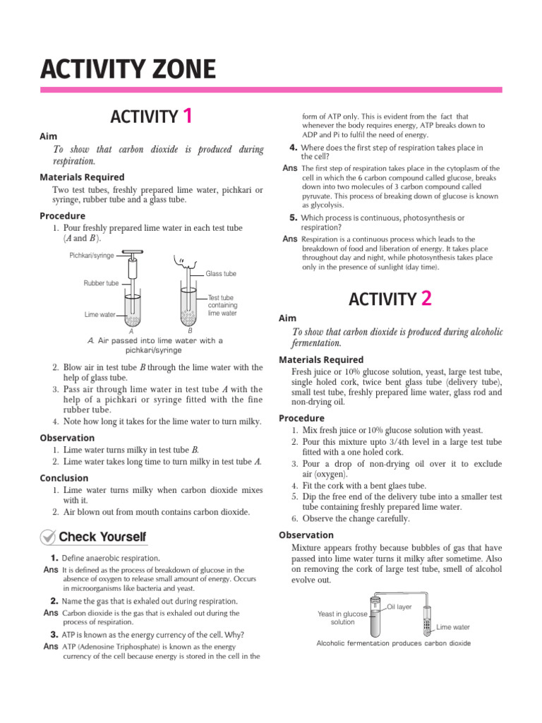 All in One SCIENCE 10 Activity CH 5b | PDF | Cellular Respiration | Biology