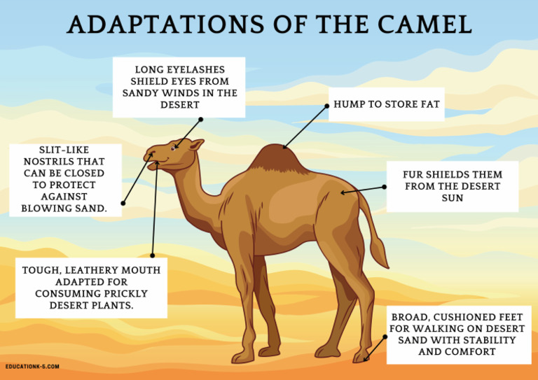 Desert Animal - Camel Adaptation - Poster | PDF