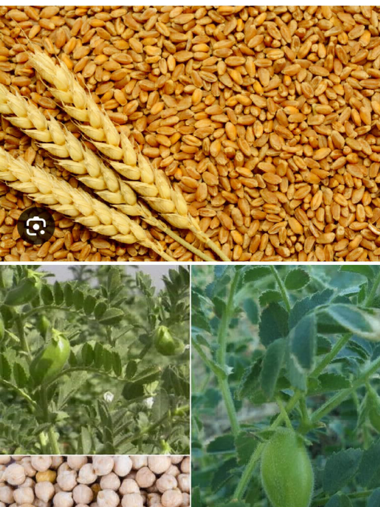Rabi Crops (Winter Season) | PDF