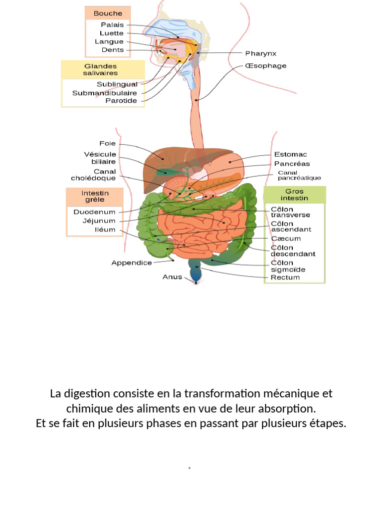 Processus de Digestion: Phases et Fonctions | PDF | Estomac | Pancréas