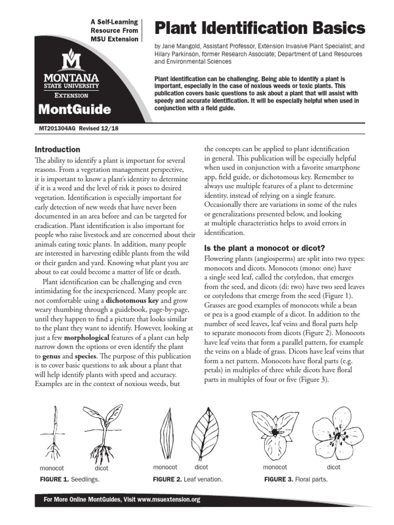 Plant Identification Basics | PDF | Leaf | Petal