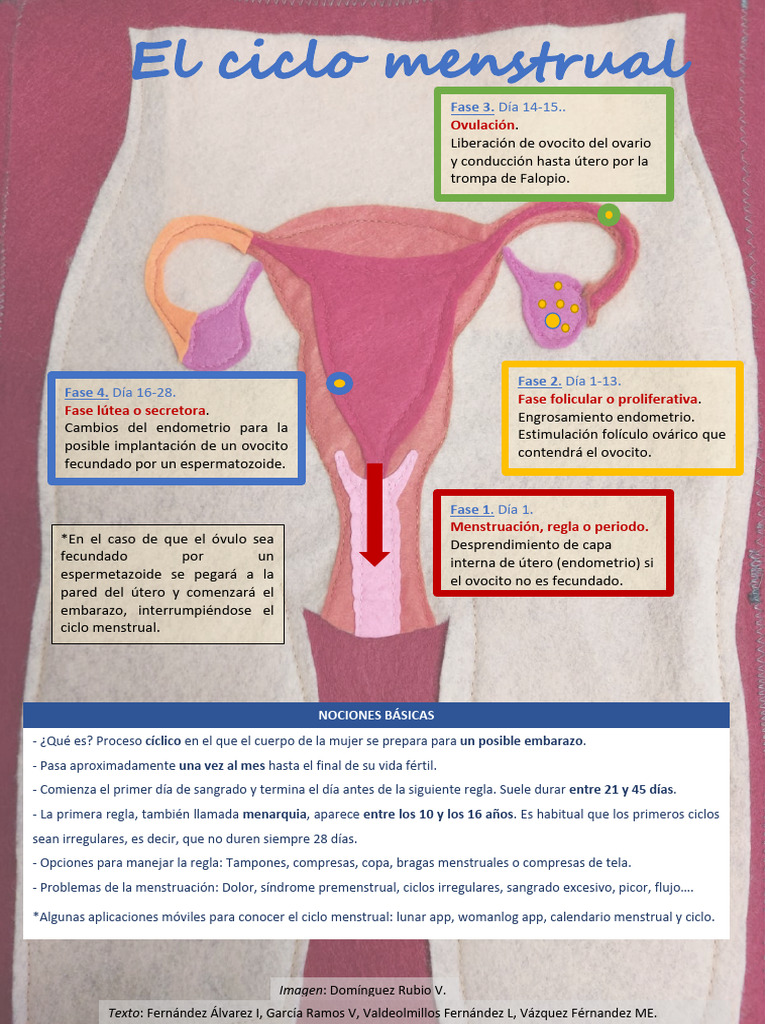 Fases del Ciclo Menstrual Explicadas | PDF | Ciclo menstrual | Menstruación