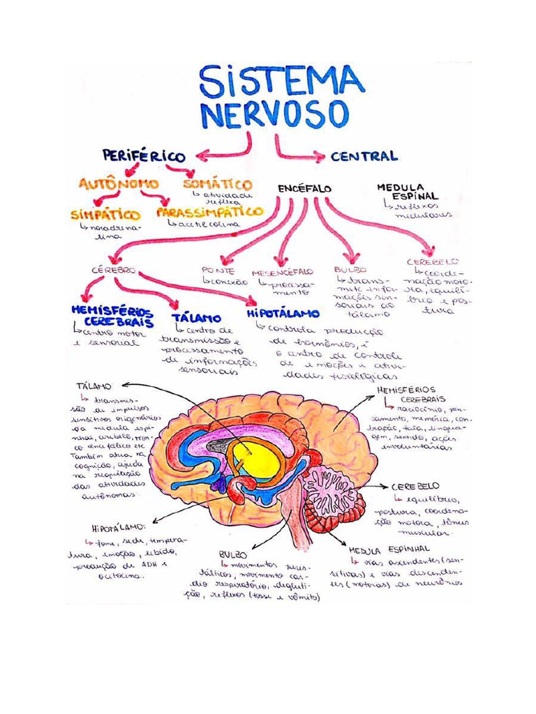 Ideia de mapa mental SNC e SNP | PDF