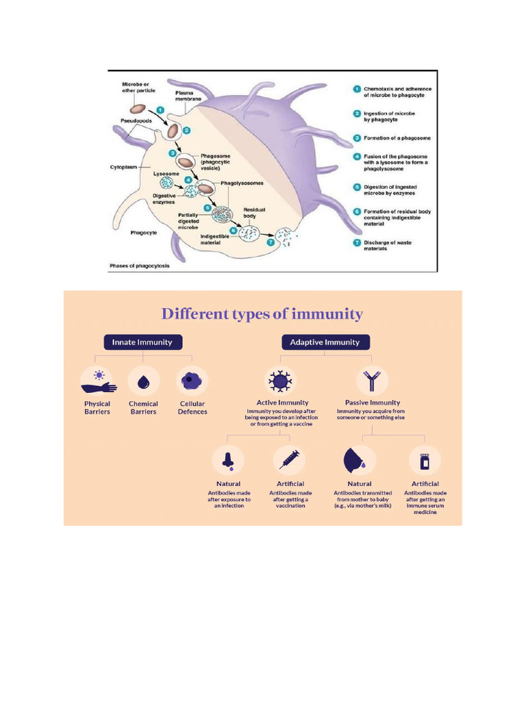 Immunity | PDF