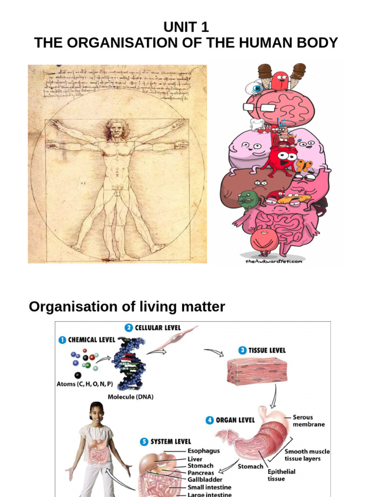 1 Organisation Human Body | PDF | Cell (Biology) | Tissue (Biology)