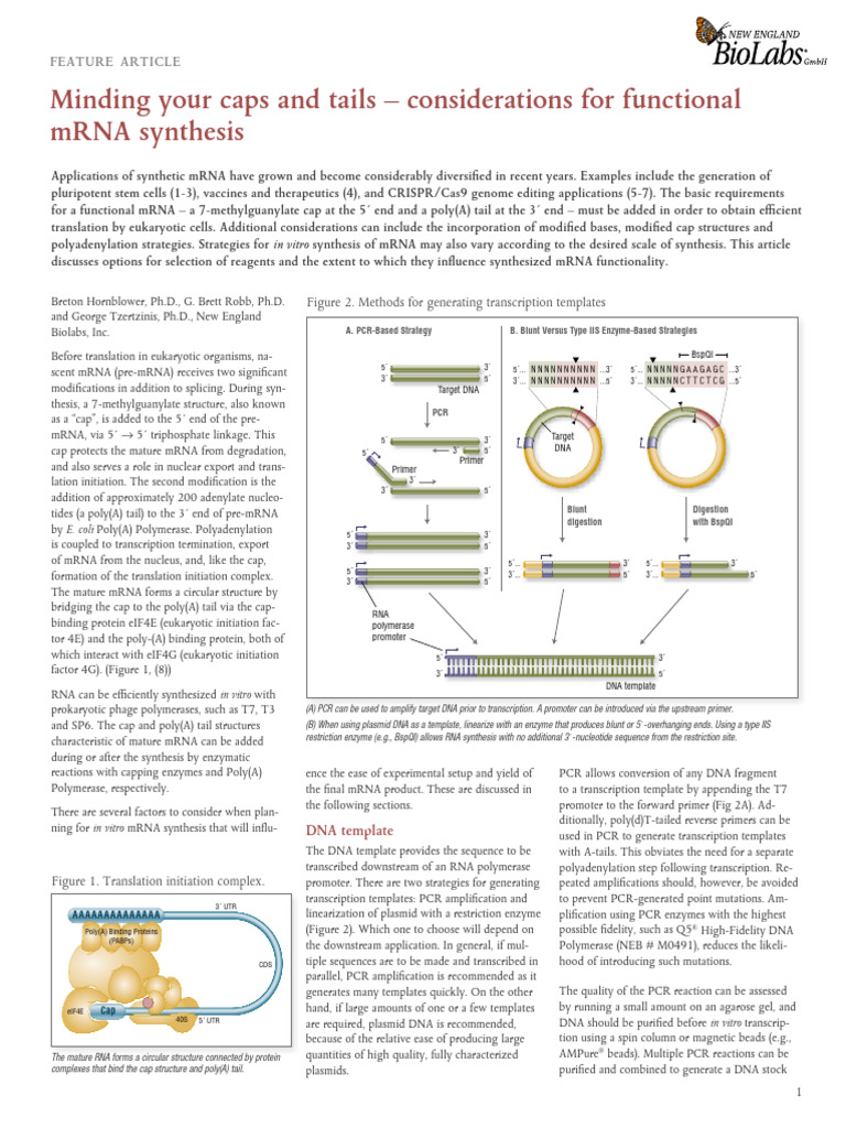 FeatureArticle_Minding-your-caps-and-tails-–-considerations-for-functional-mRNA-synthesis_marked ...