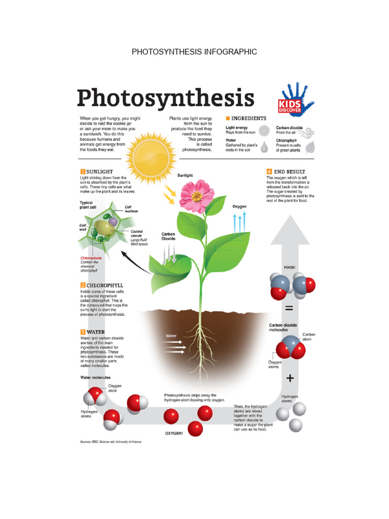 PHOTOSYNTHESIS INFOGRAPHIC | PDF