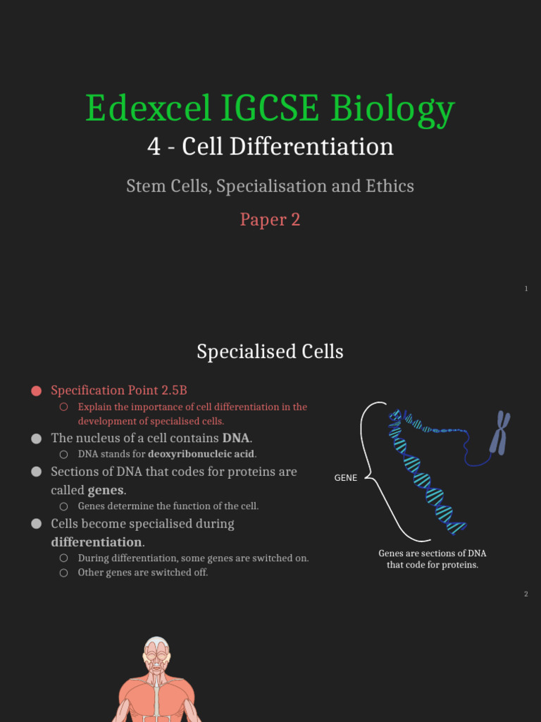 Stem Cells: Differentiation and Ethics | PDF | Stem Cell | Cell Therapy