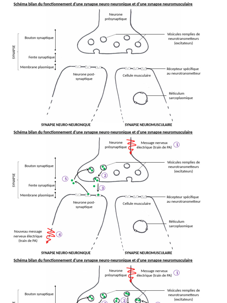 Schéma de la synapse neuro-neuronique | PDF | Synapse | Neurone