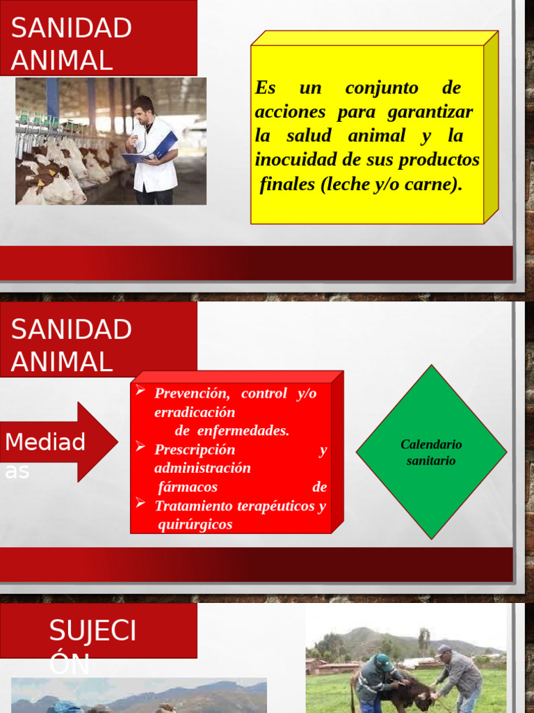 Guía Completa de Sanidad Animal | PDF | Diarrea | Vacas