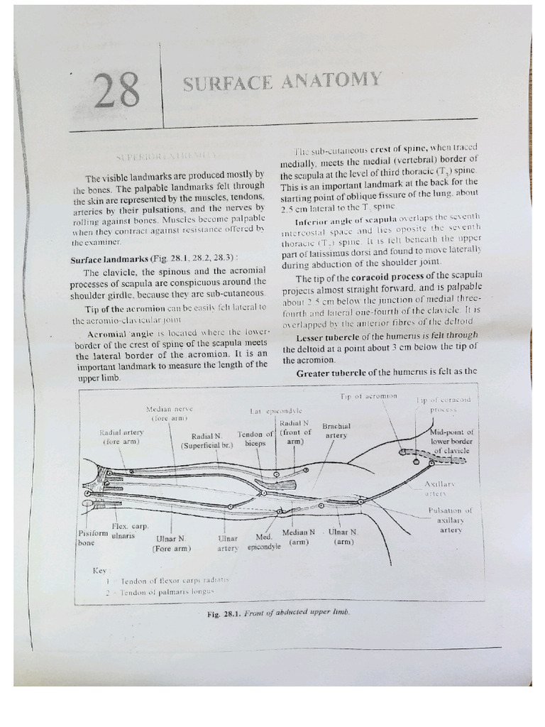 Surface Marking Anatomy | PDF