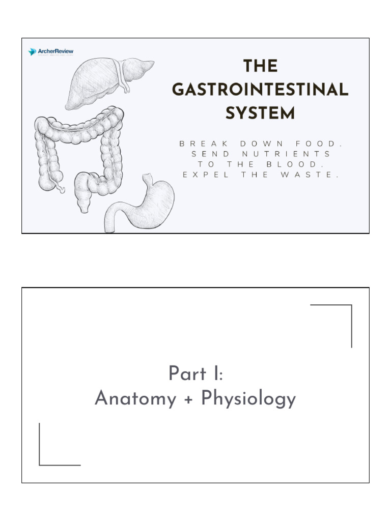 Gastrointestinal System | PDF | Gastrointestinal Tract | Esophagus