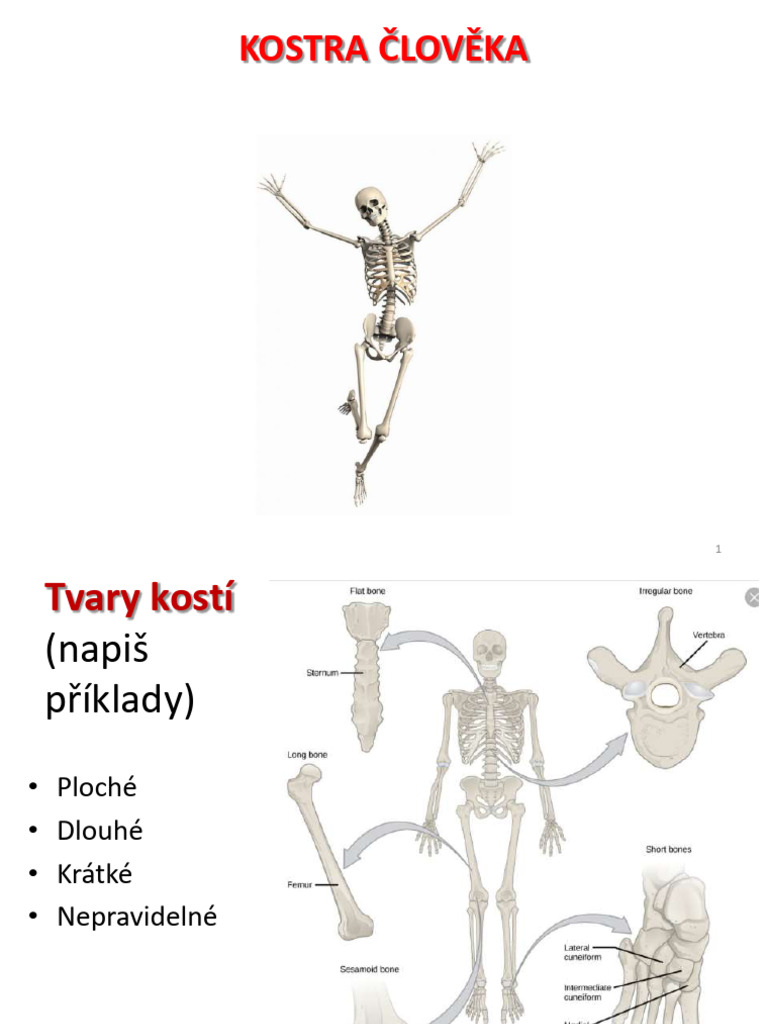 Lidská kostra | PDF