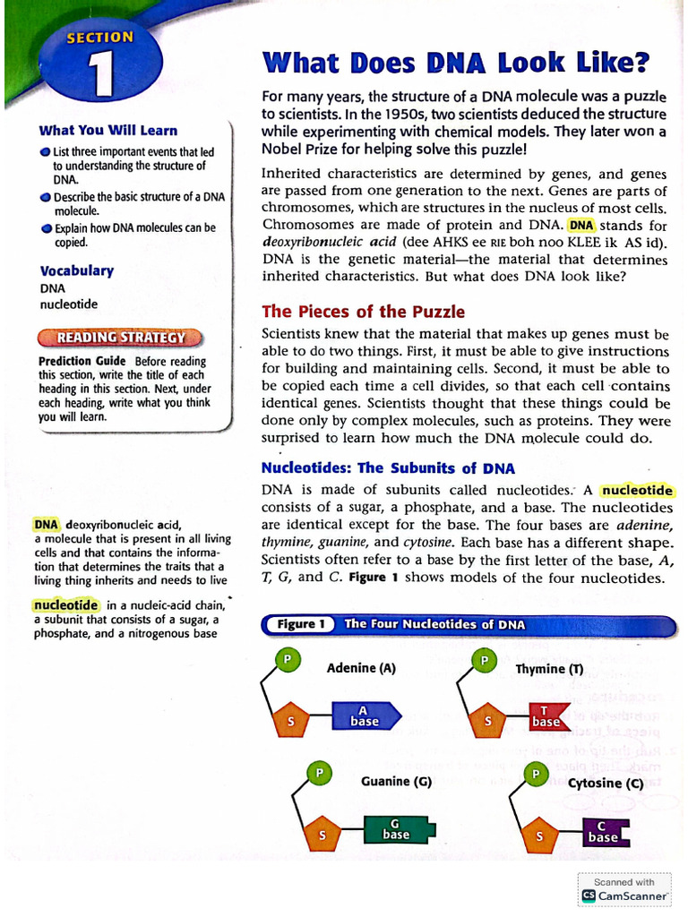 What Does DNA Look Like | PDF
