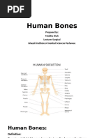 Human Skeleton Anatomy Overview | PDF | Musculoskeletal System ...