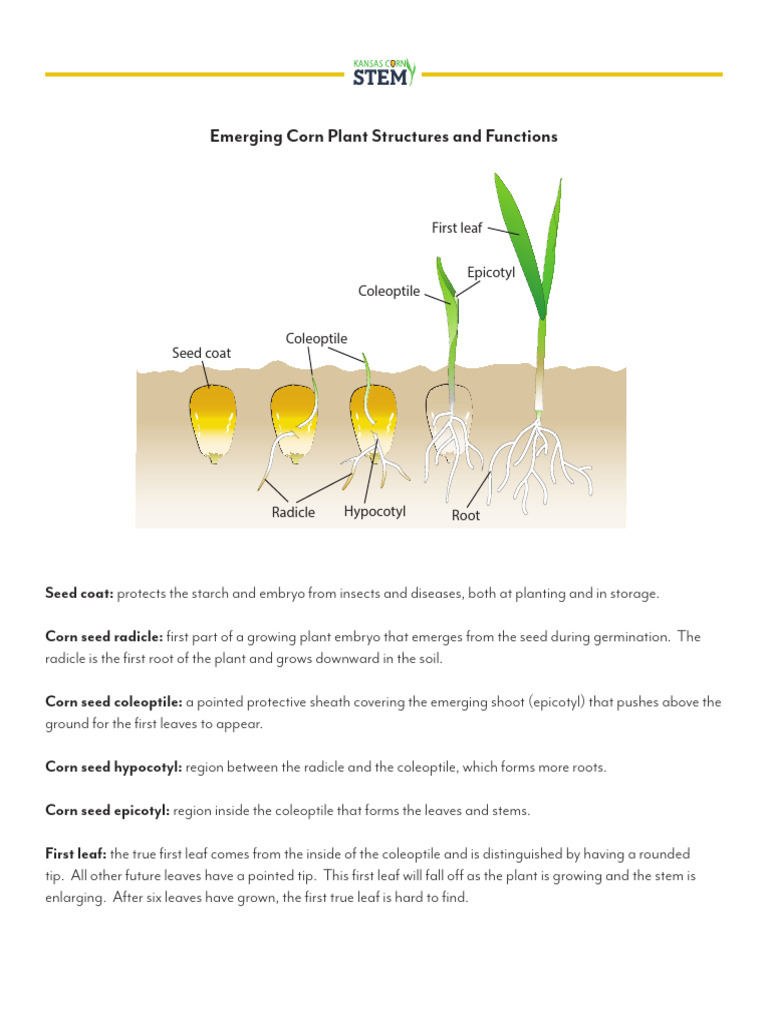 Grow-It-Emerging-Corn-Plant-Structures-and-Functions | PDF
