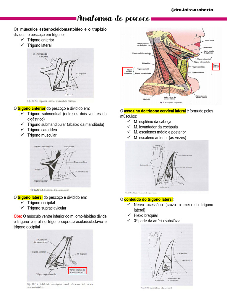 Anatomia dos Trígonos do Pescoço | PDF | Cabeça e pescoço humano ...